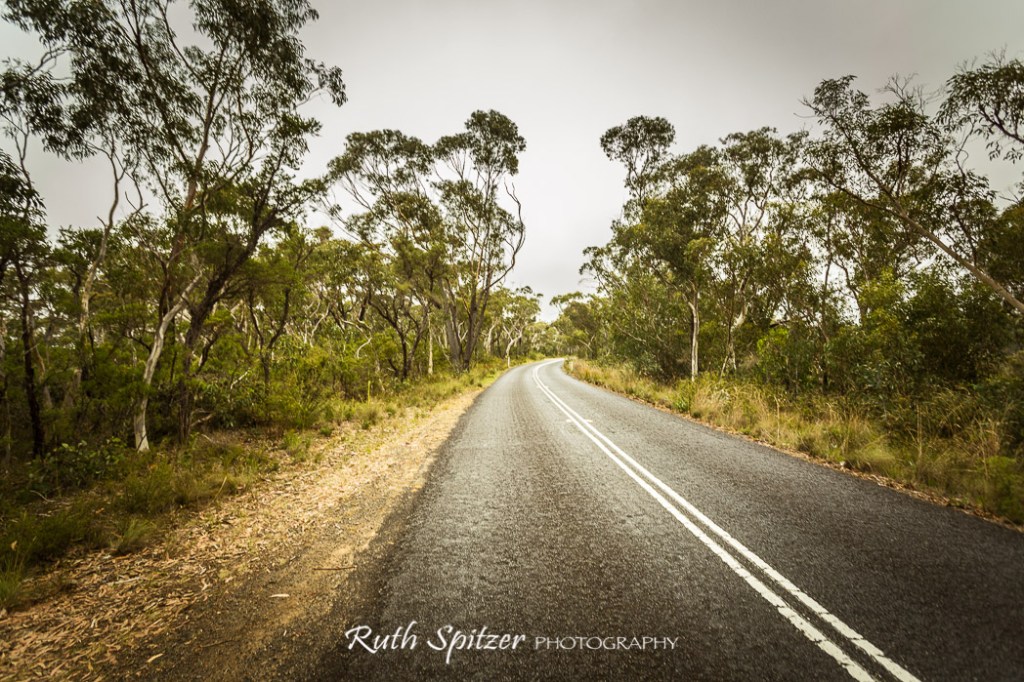 Comforting colours of fall in Mount Wilson – Ruth Spitzer