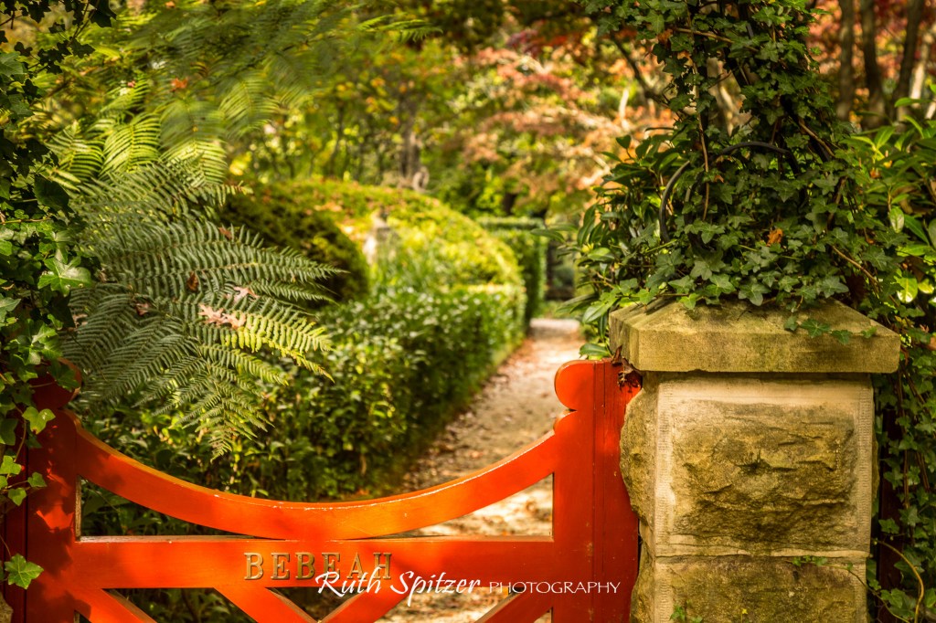 Comforting colours of fall in Mount Wilson – Ruth Spitzer