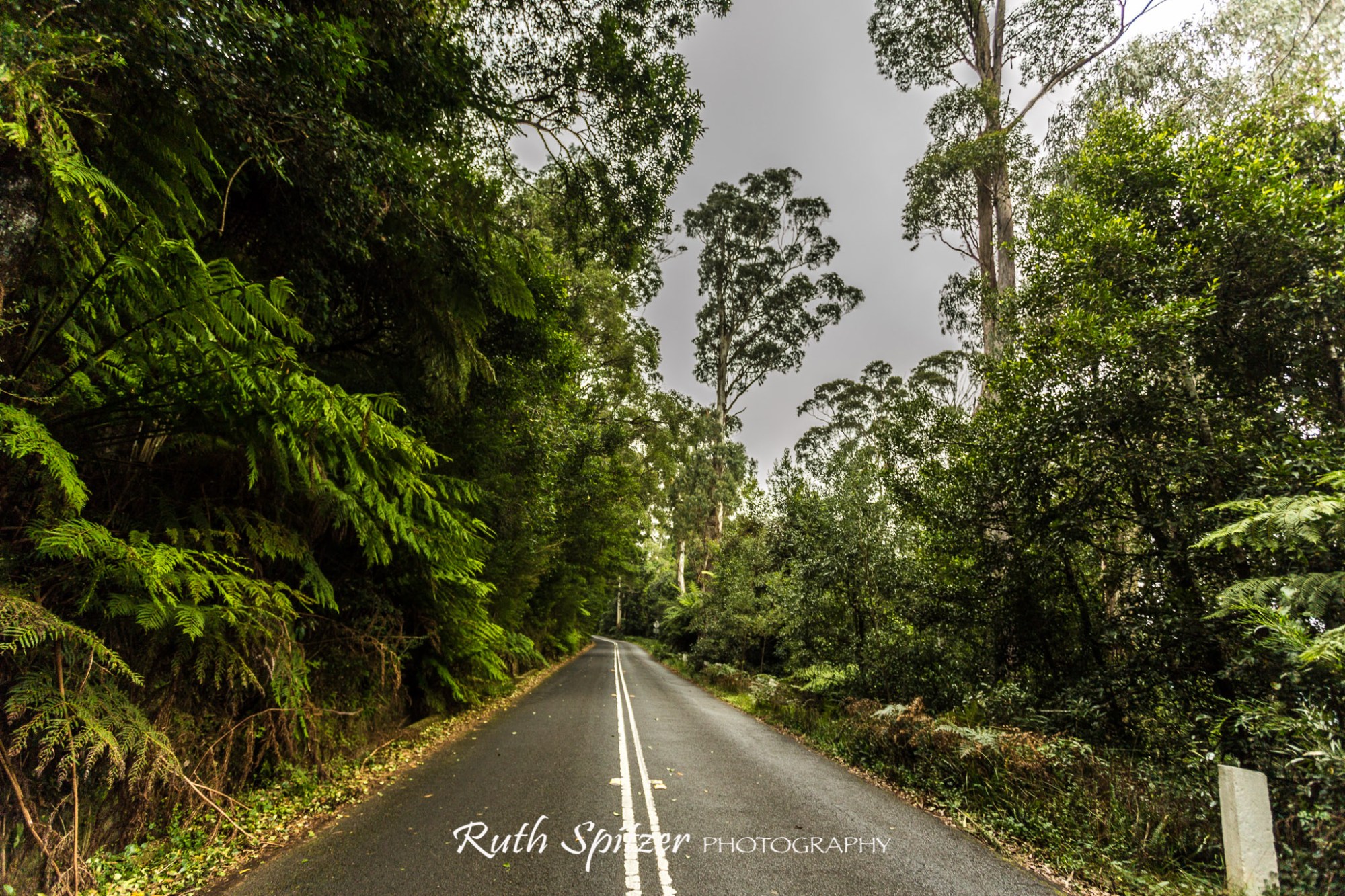 Comforting colours of fall in Mount Wilson – Ruth Spitzer