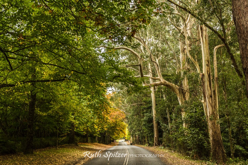 Comforting colours of fall in Mount Wilson – Ruth Spitzer