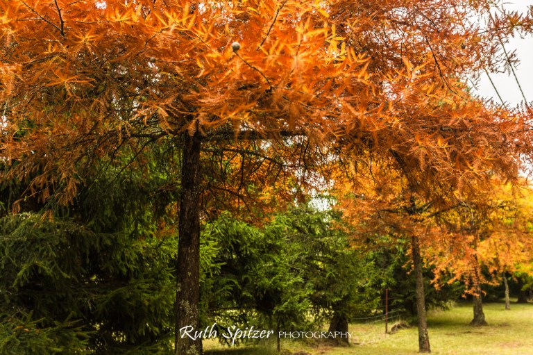 Comforting colours of fall in Mount Wilson – Ruth Spitzer
