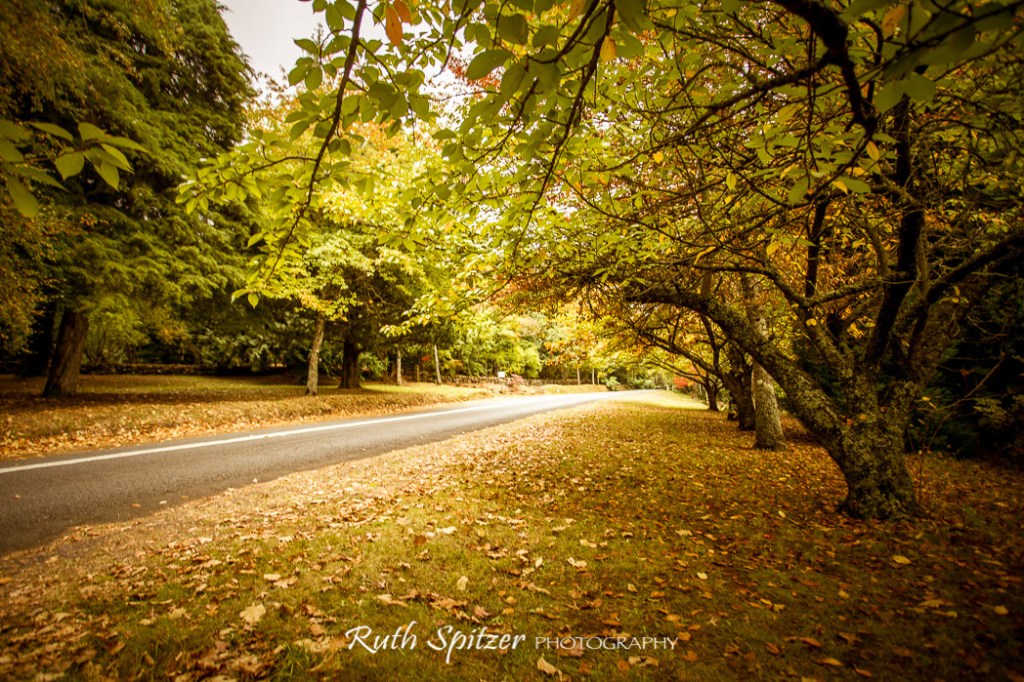 Comforting colours of fall in Mount Wilson – Ruth Spitzer