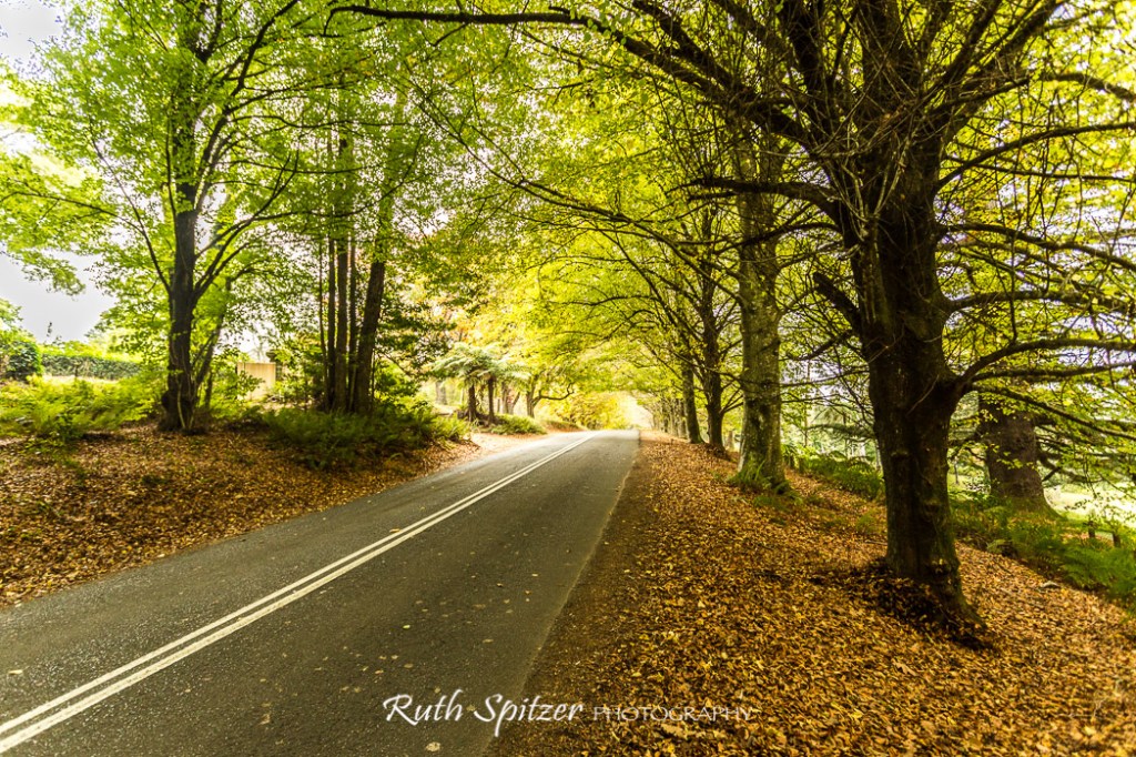 Comforting colours of fall in Mount Wilson – Ruth Spitzer