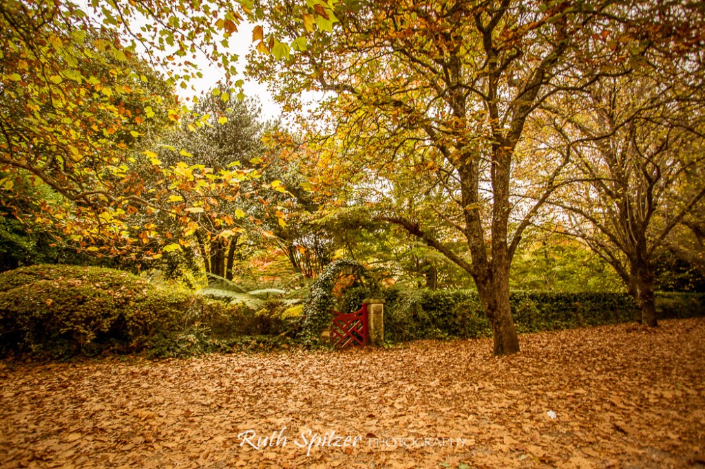 Comforting colours of fall in Mount Wilson – Ruth Spitzer