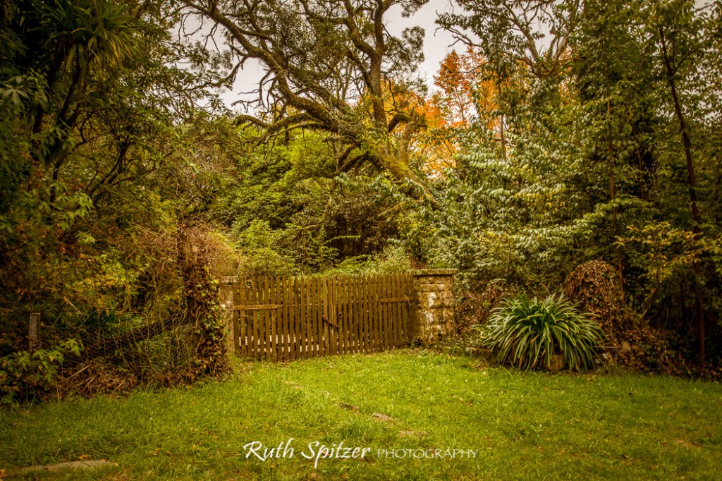 Comforting colours of fall in Mount Wilson – Ruth Spitzer