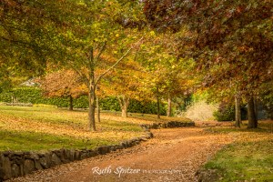Comforting colours of fall in Mount Wilson – Ruth Spitzer